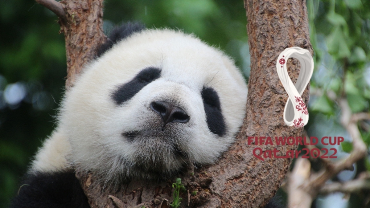 La insólita razón por la que China regala pandas a los organizadores de ...