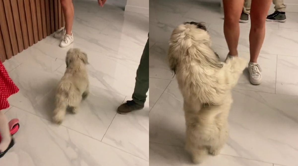 Perro baila samba y se vuelve viral en TikTok (VIDEO) | Soy Referee